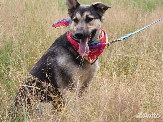 Малышка Черника в добрые руки