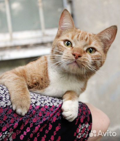 Кошечка Голди ищет дом