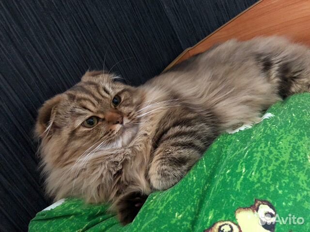 Шотландский кот на вязку