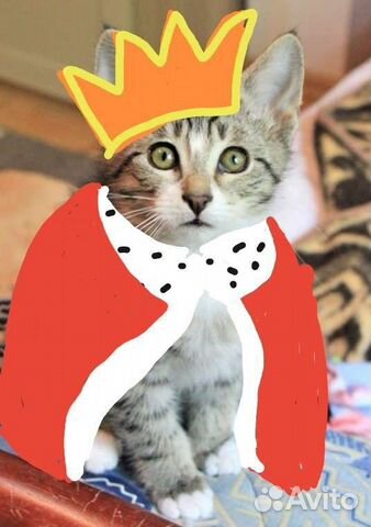 Котёнок Маленький Принц