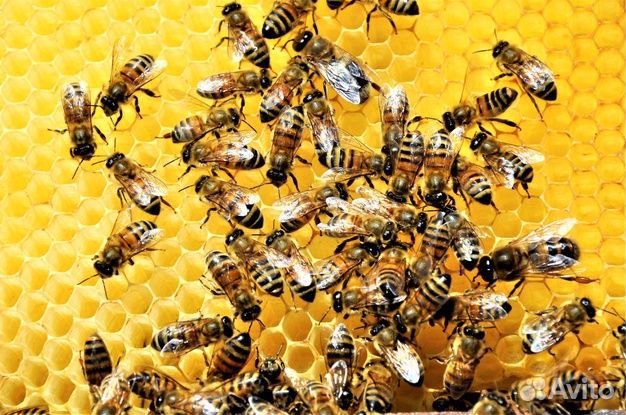 Пчелопакеты