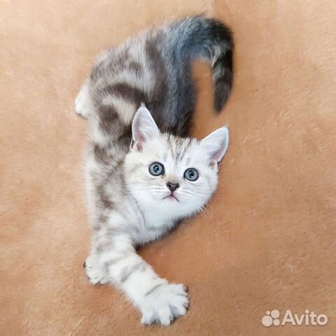 Котята