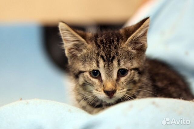 Котенок ищет любовь всей своей жизни