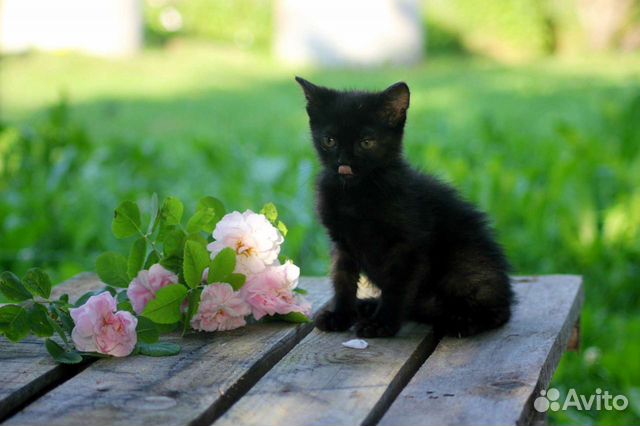Черный котенок Гайка