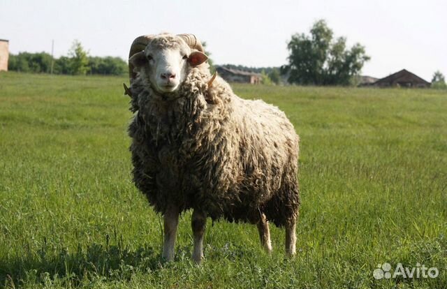 Бараны, овцы, ярки на курбан байрам