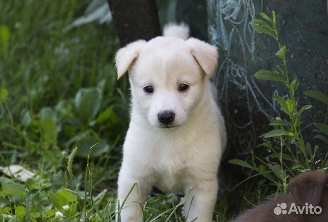 Маленькая собака