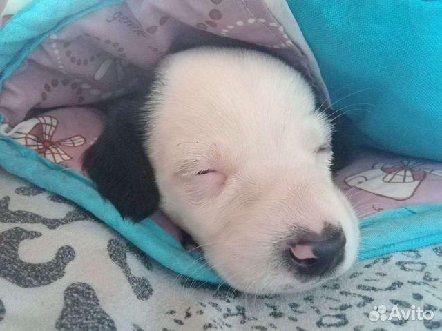 Щенки русского спаниеля