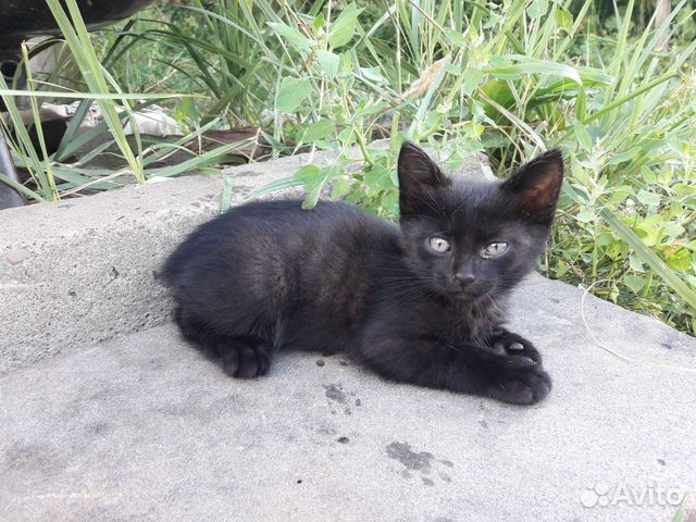 Котенок Курильский Бобтейл без родословной