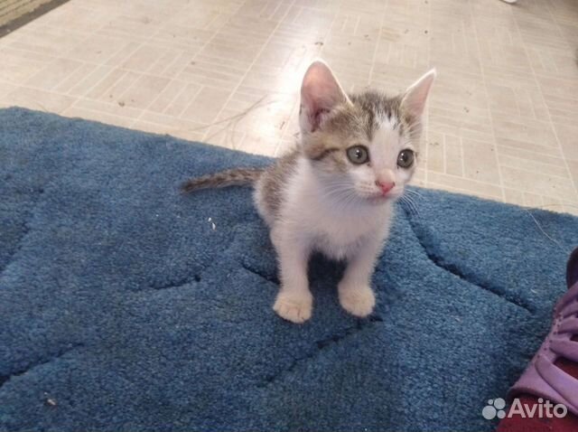 Котенок в добрык руки
