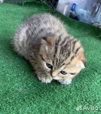 Шотландские вислоухие котята