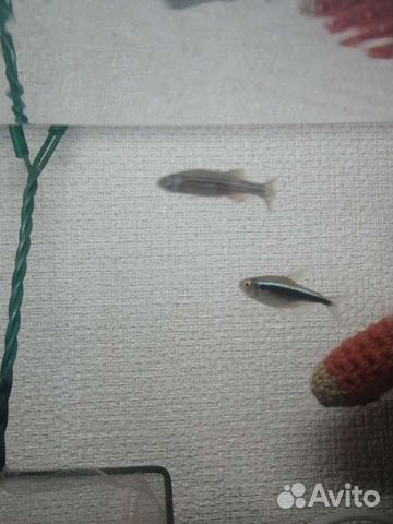 Бесплатно в дар