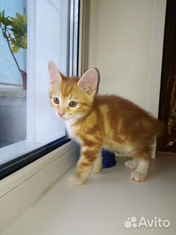 Котята курильский бобтейл
