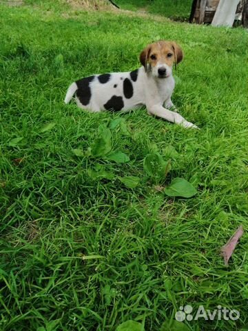 Щенки русской пегой гончей