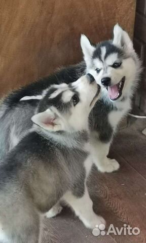 Щенки хаски. 2 сестрёнки красотки