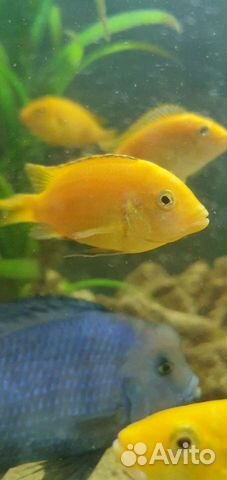 Подростки Елоу