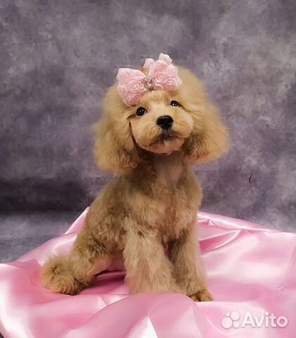 Той пудель кремовая принцесса