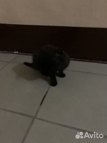Найден черный котенок