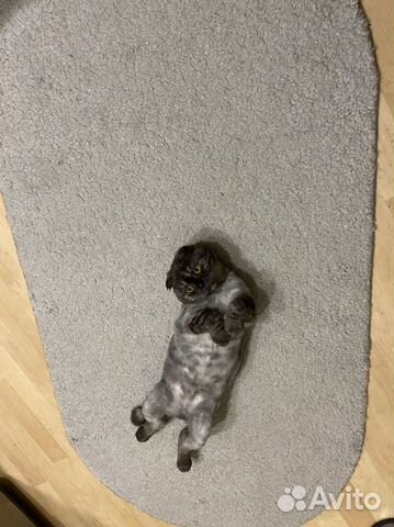 Шотландский вислоухий кот 5 лет