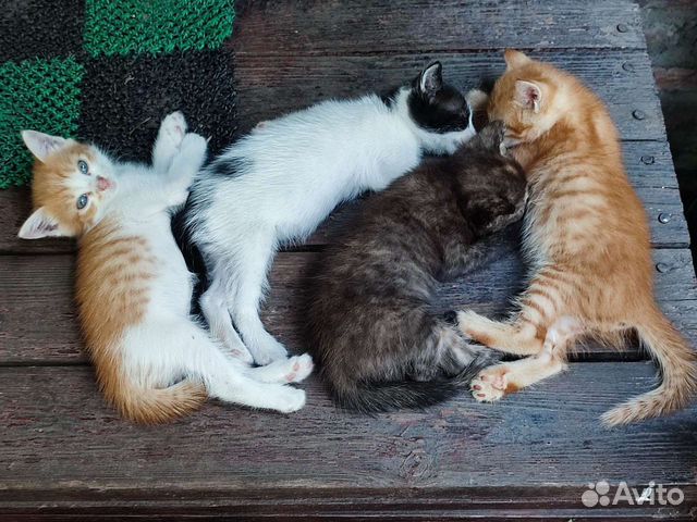 Домашние котята 1.5мес