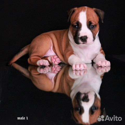 Классные стаффики