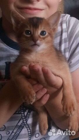 Абиссинский мальчик