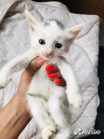 Котенок