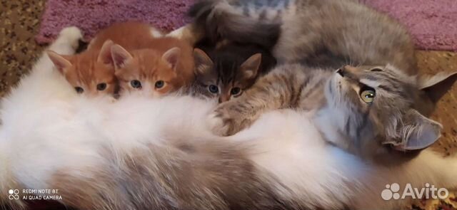 Котята в добрые руки бесплатно