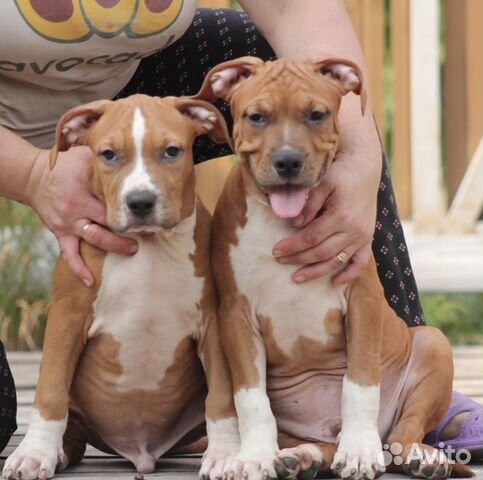 Щенки аст из «Королевства стафф»