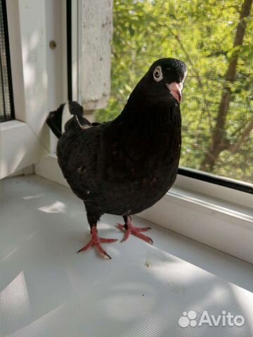 Голубь породистый