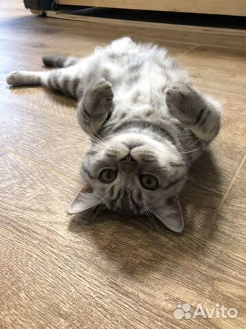 Котик 8 месяцев