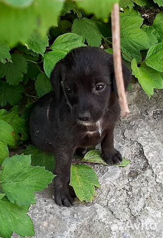 Щенки в добрые, любящие руки)