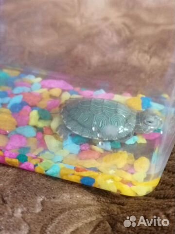 Красноухая черепаха