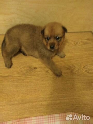 Продаются щенки карелофинской лайки, 4 мальчика, р