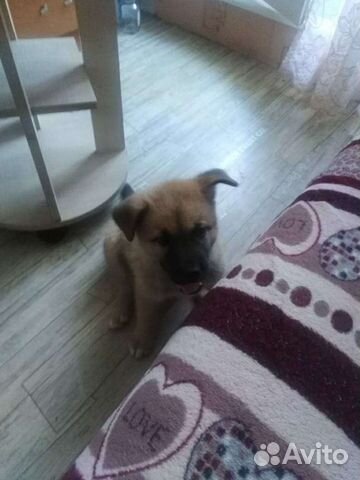 Отдам в добрые руки щенка 1.5месяца,будет крупной