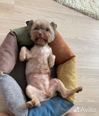 Мини девочка йорк молочный шоколад взрослая