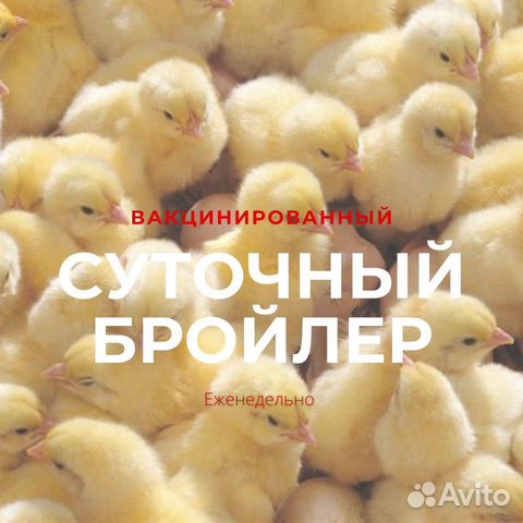 Цыпленок бройлер вакцинированный на 26 июля