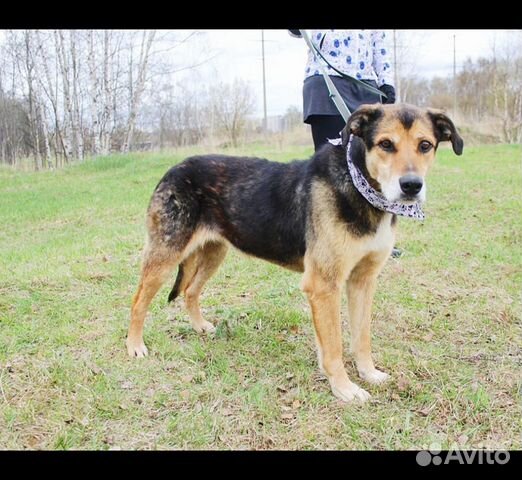 Собака Стелла ищет дом