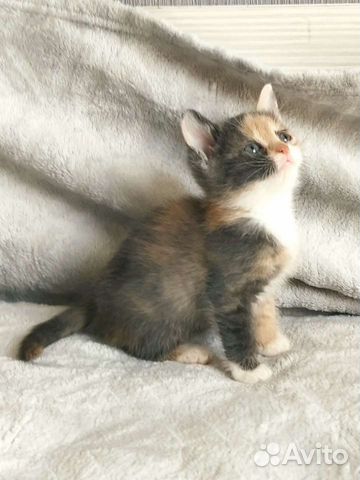 Лилу котёнок в дар