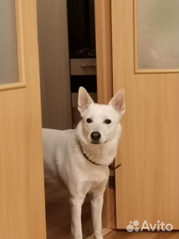 Кабель,для случки,Умка 1 год,дружелюбный и невероя