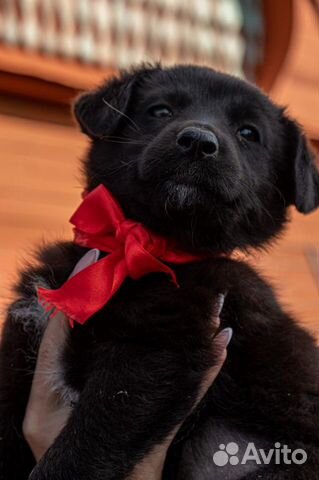 Щенок собака