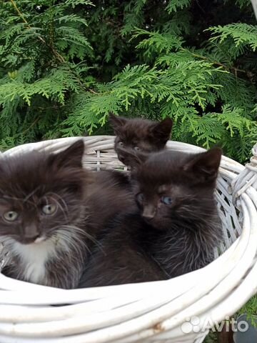 Котята волшебные голубоглазые домашние