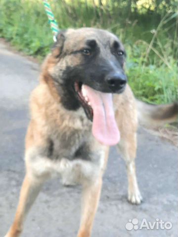 Джеси ищет дом