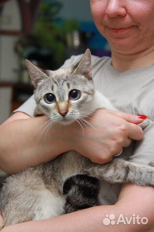 Кошка в добрые руки