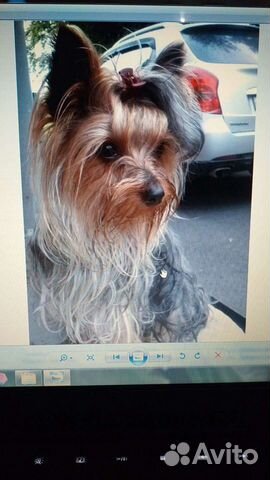 Йоркширский терьер