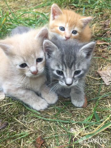Котята в добрые руки 1 месяц