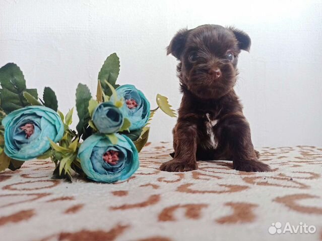 Девочка. Шоколад без подпала