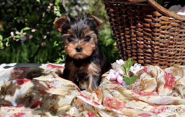 Летние лучики счастья