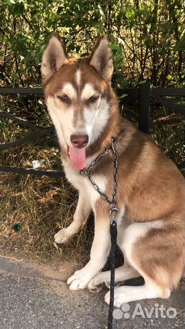 Щенок хаски