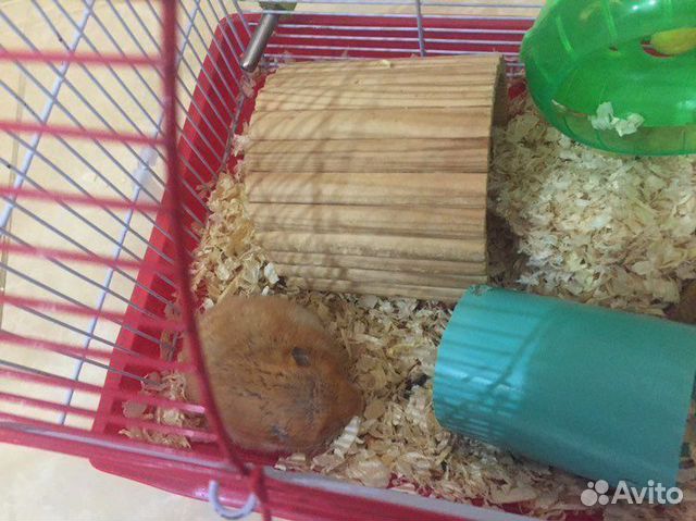 Хомячки с клеткой
