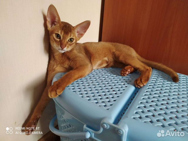 Абиссинский котенок